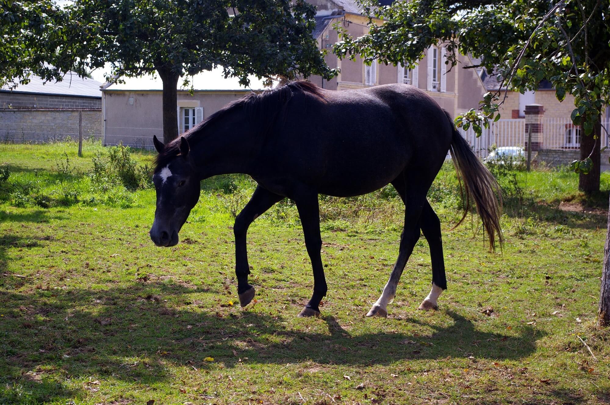 Putot en Bessin, campagne normande | Aurélien Grimpard